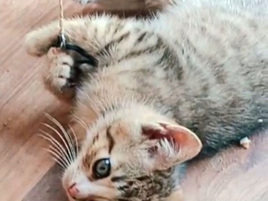 Котёнок полосатик мальчик