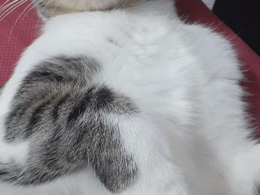 Кошка