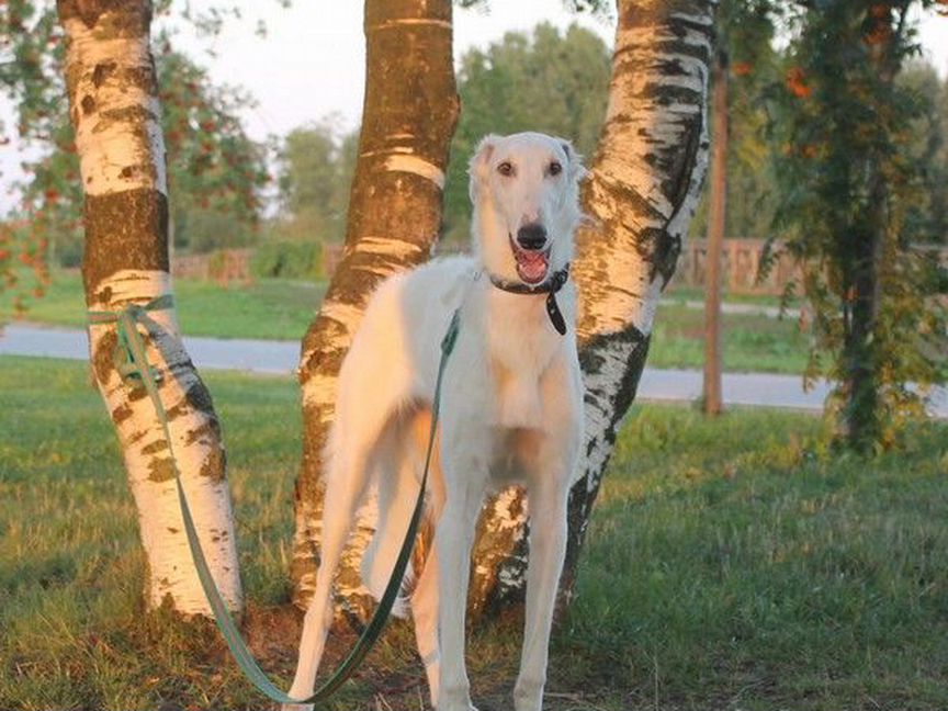 Мальчик Русской Борзой