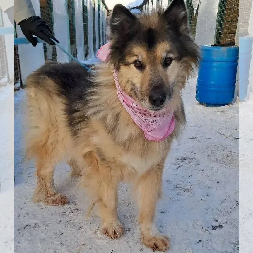 Взрослый пёс в добрые руки