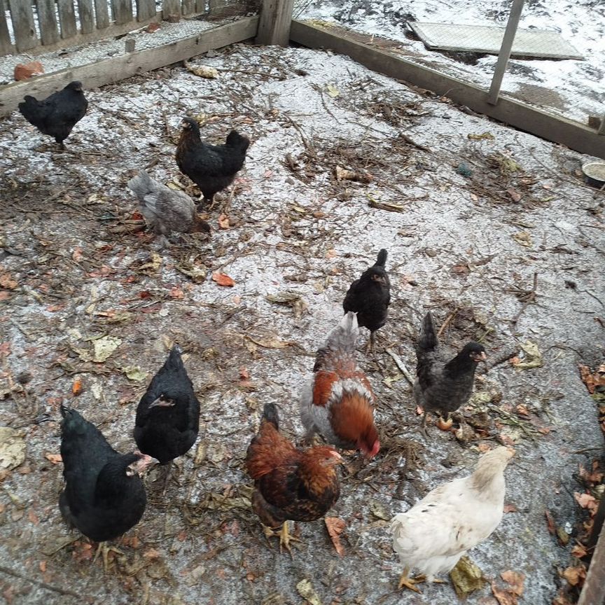 Курочки молодки