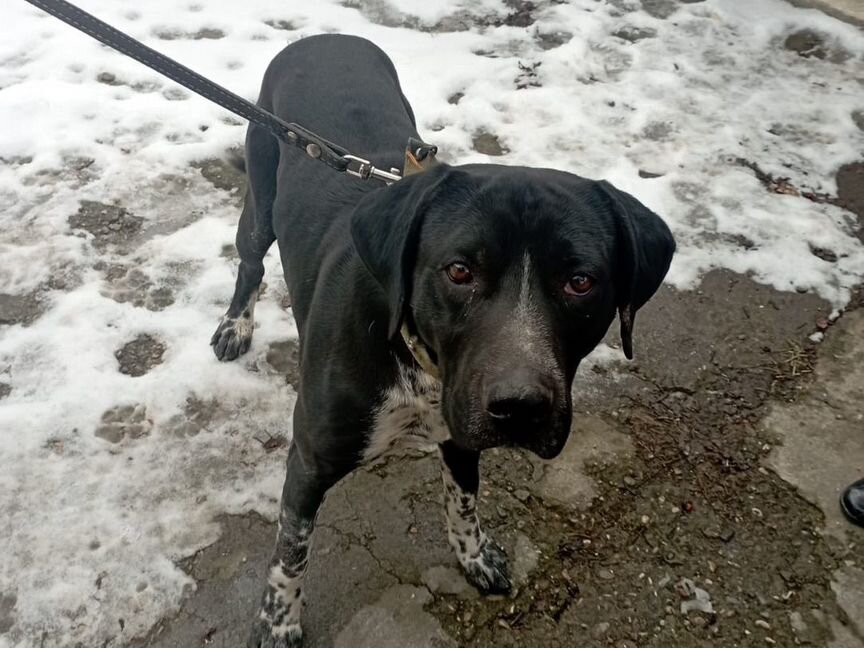 Собака в добрые