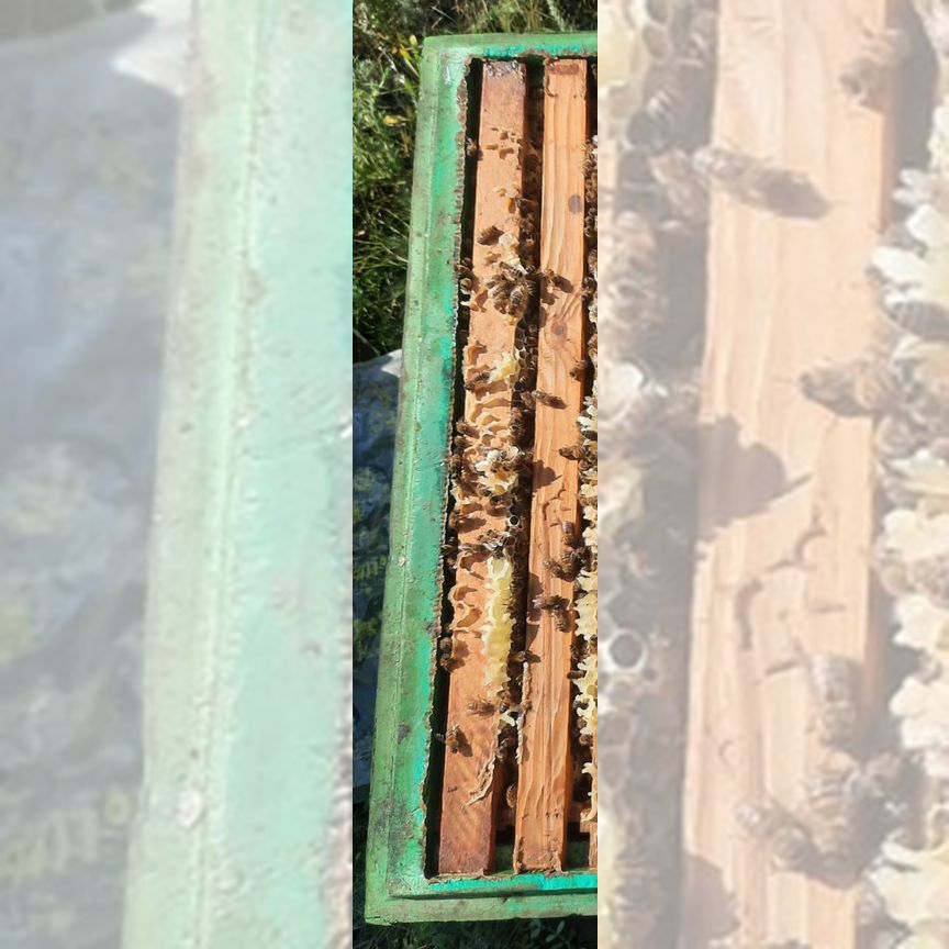 Пчелопакет,отводок карники 2 2