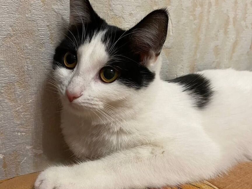 Кошка в добрые руки