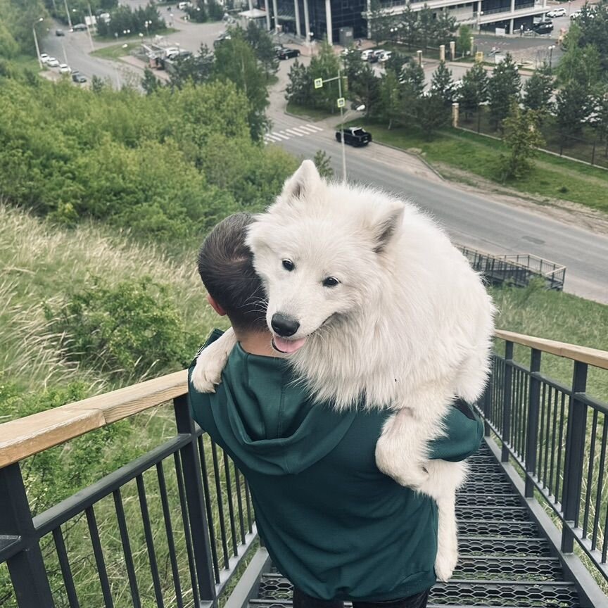 Самоед вязка