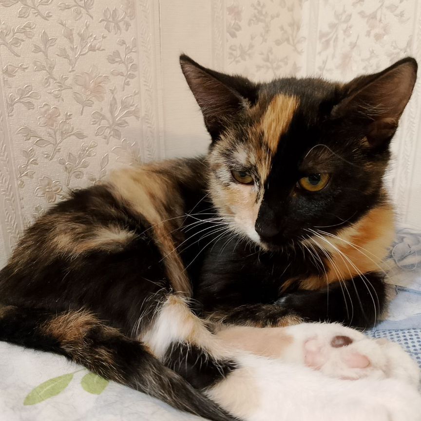Кошка девочка котенок цветная
