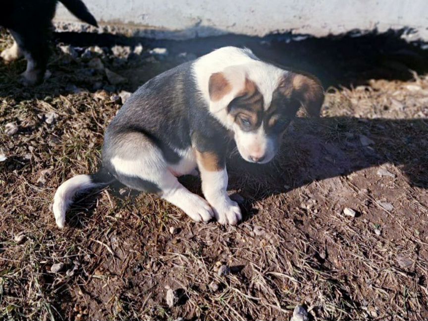 Красивый щеночек