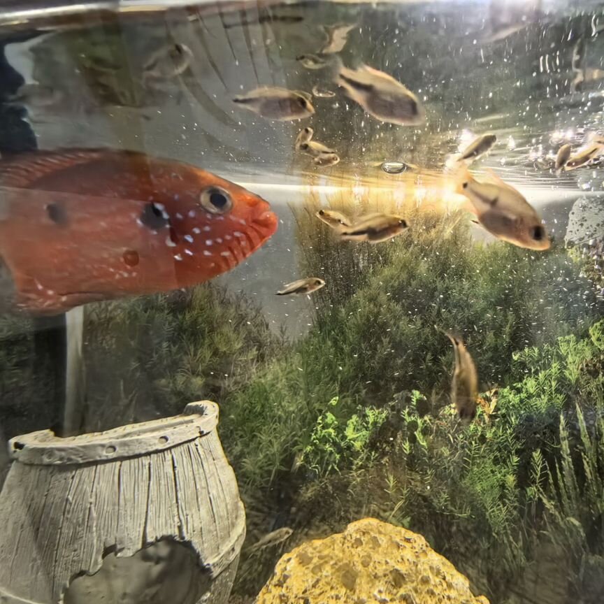 Африканская цихлида Хемихромис-красавец