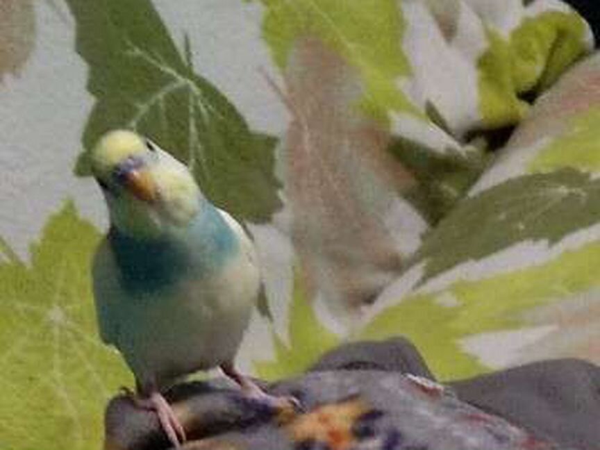 Волнистый попугай