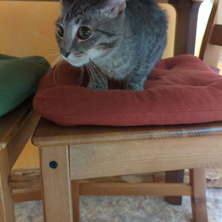 Котенок подросток