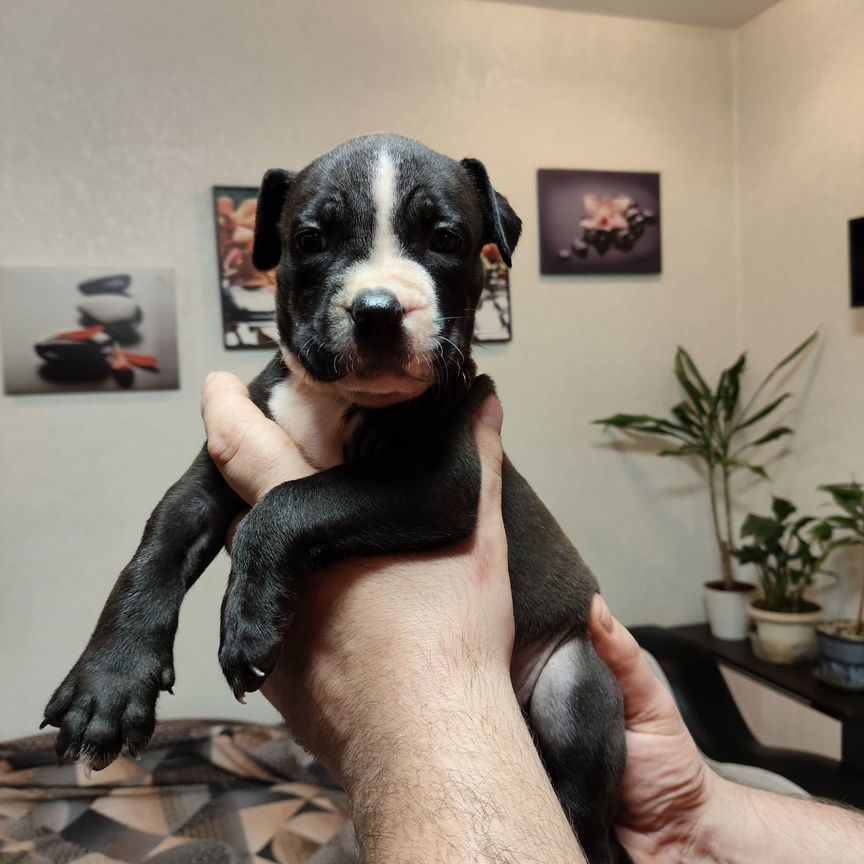 Американский стаффордширский терьер, щенок