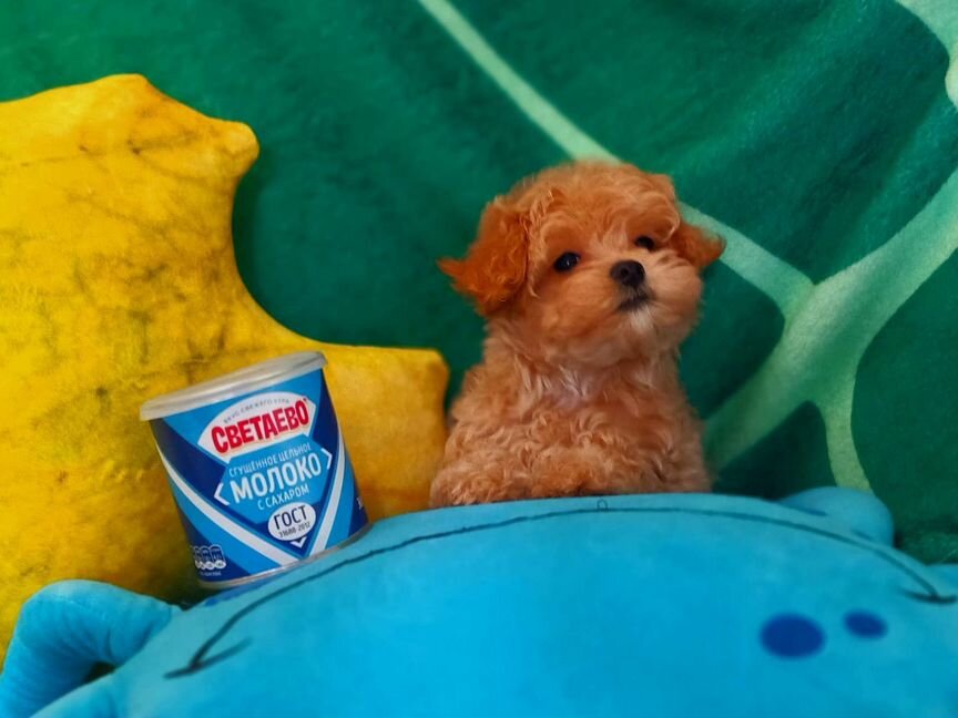 Мальтипу ф1 микро