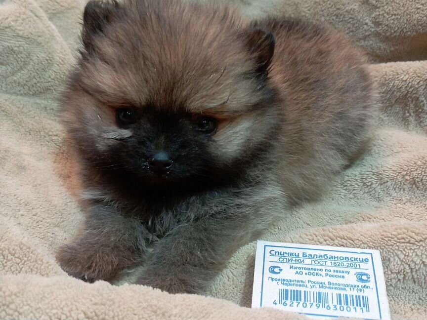 Померанский шпиц тип мишка мини