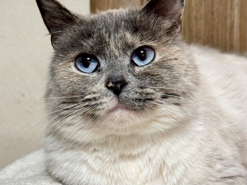 Кошка Булочка ищет дом