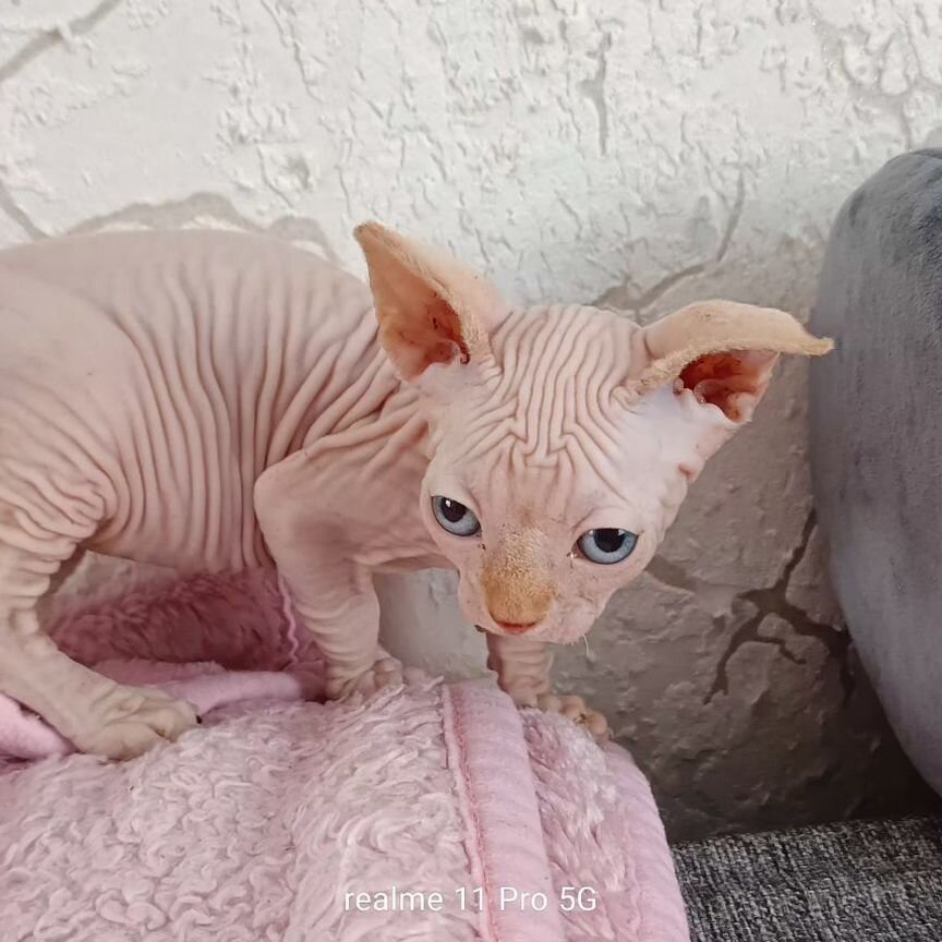 Канадский сфинкс