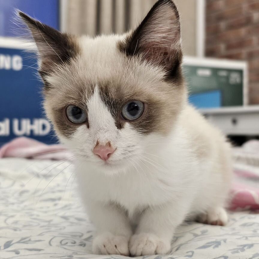 Котёнок 3 мес Нил в семью, квартиру,привезём