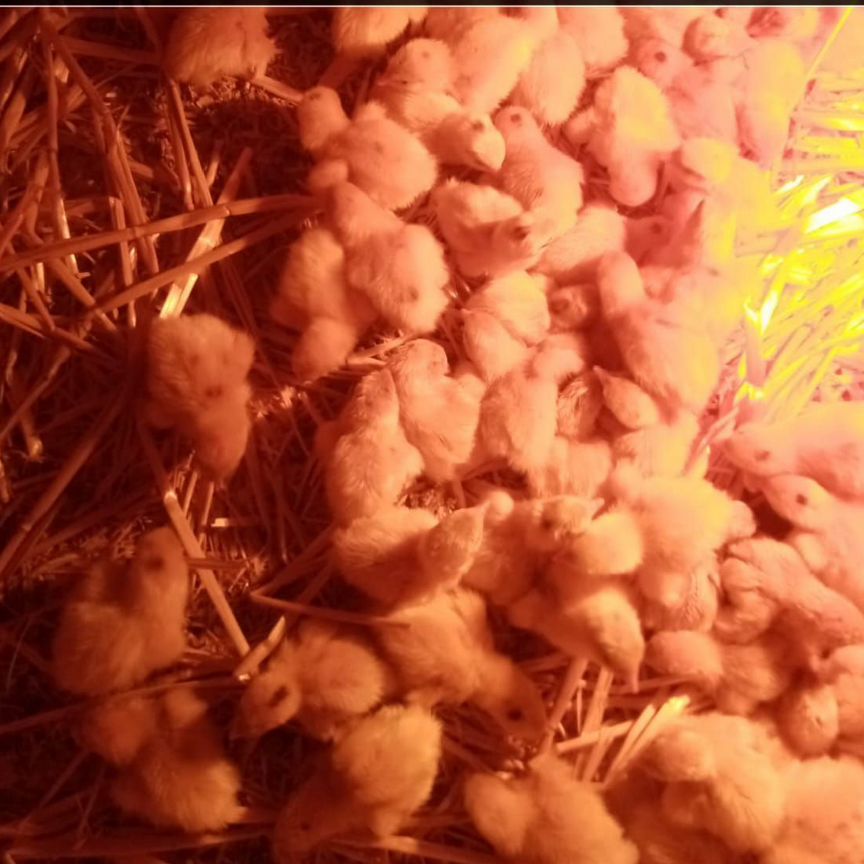 Перепелята суточные