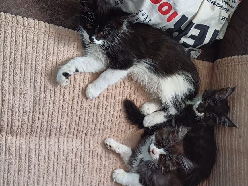 Кошка. Мэйн-Кун. Котята