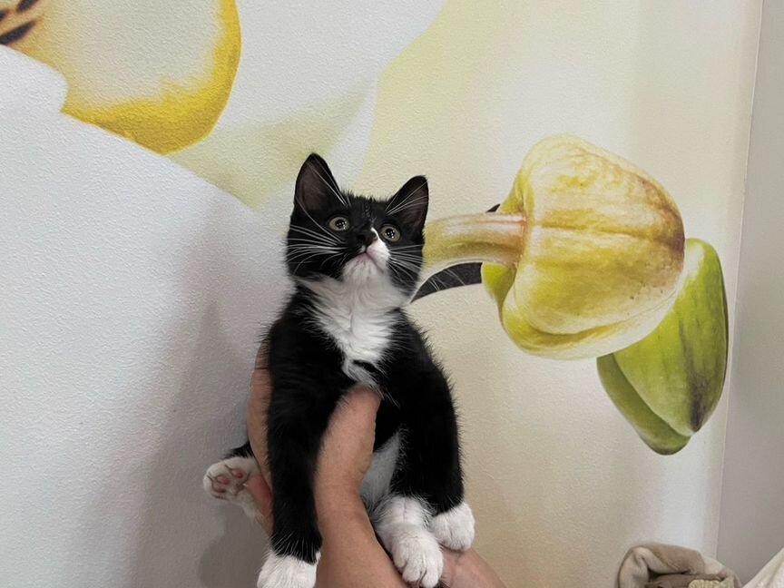 Малышка Лиленька ищет своих мам и пап