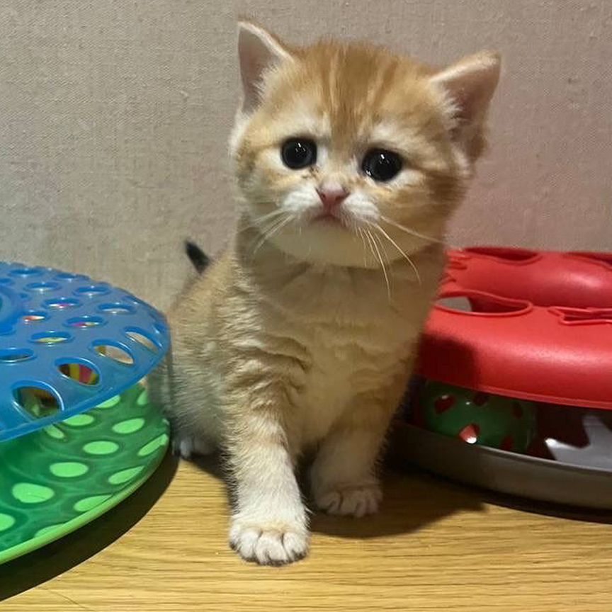 Британский короткошёрстный котёнок