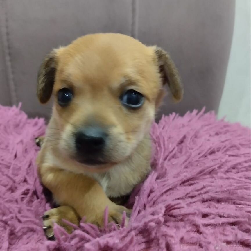 Мини той-терьер щенки