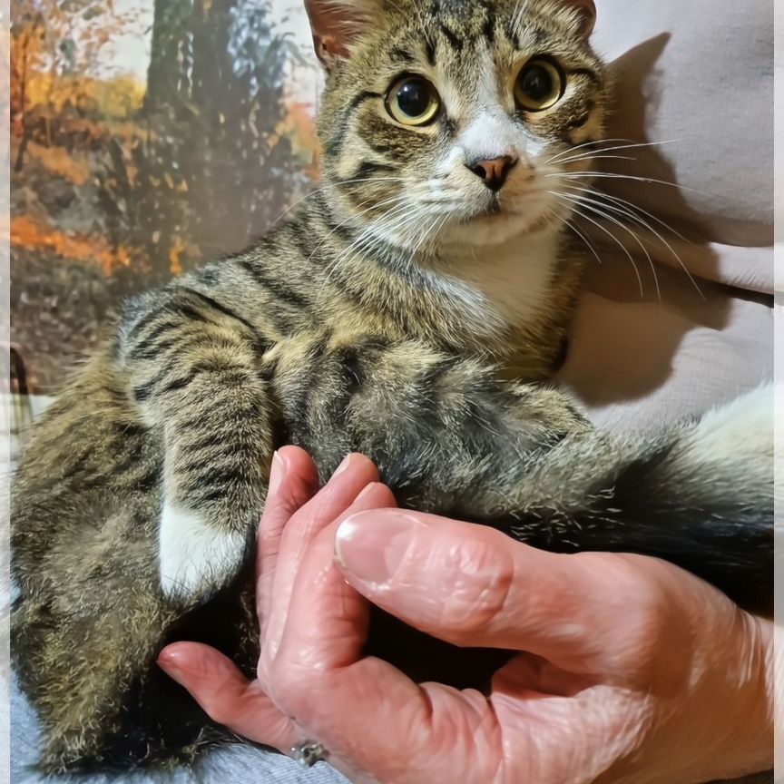 Котёнок в добрые руки