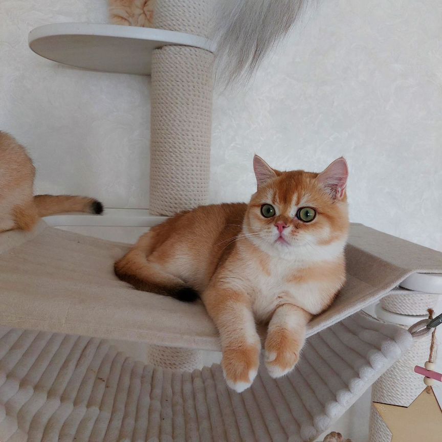 Британские котята золотая шиншилла