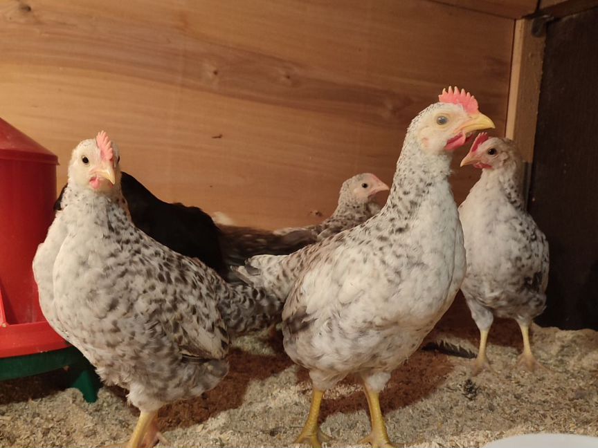 Цыплята из под квочки