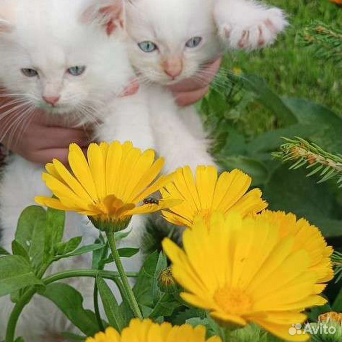 Котики блондины рэгдолл