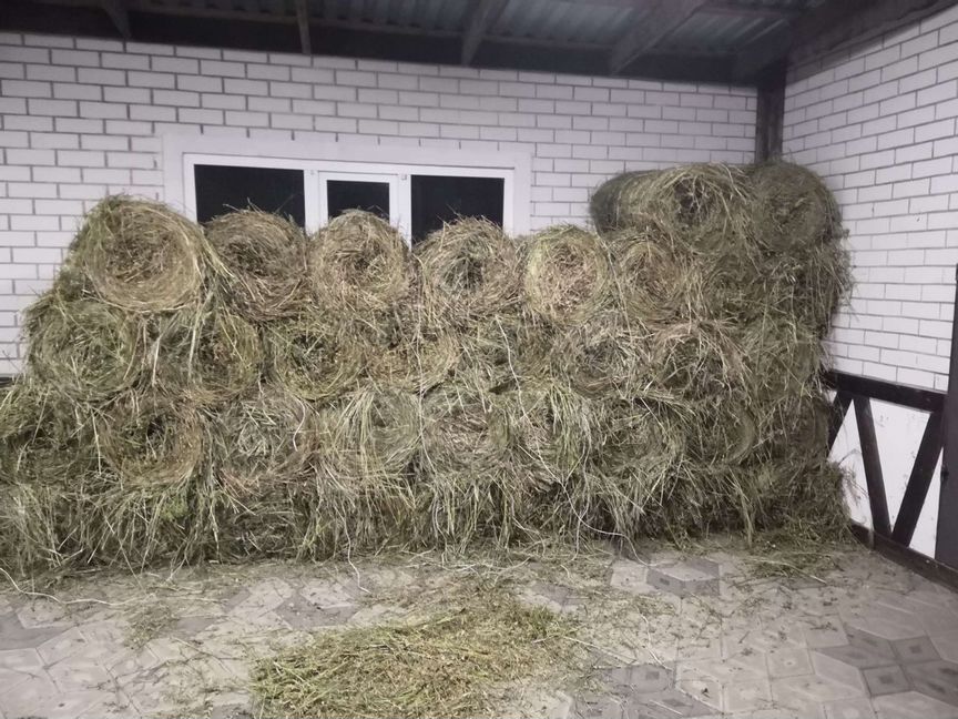 Продам сено в рулонах Люцерна