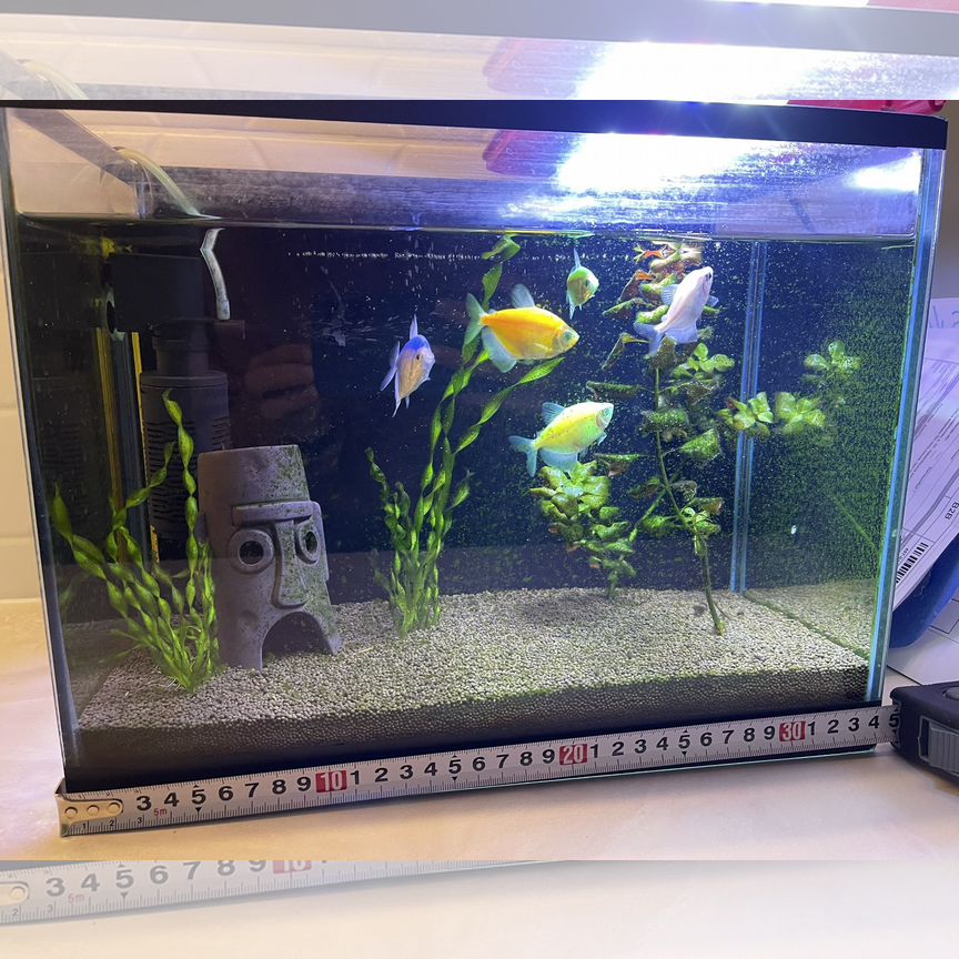 Аквариум с рыбками тернеция и сом