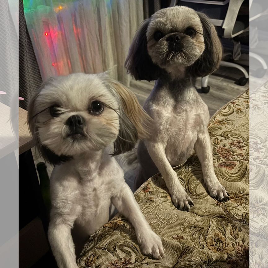 Ши-тцу, щенок