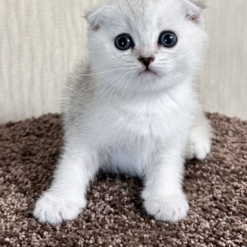 Витя. Мальчик фолд