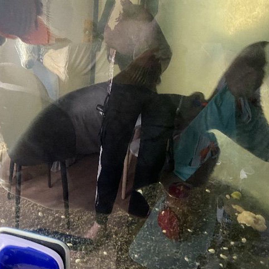 Пиранья паку