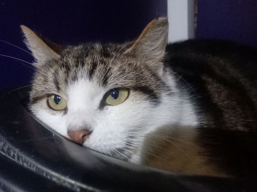 Кошка Варя ищет дом
