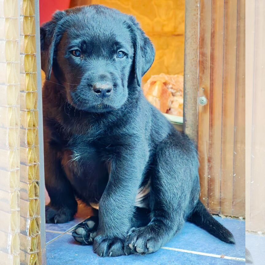 Лабрадор-ретривер, щенок