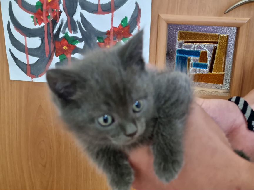 Котята британца
