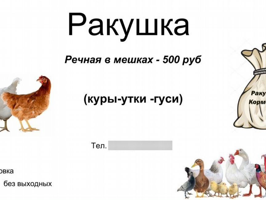 Ракушка речная