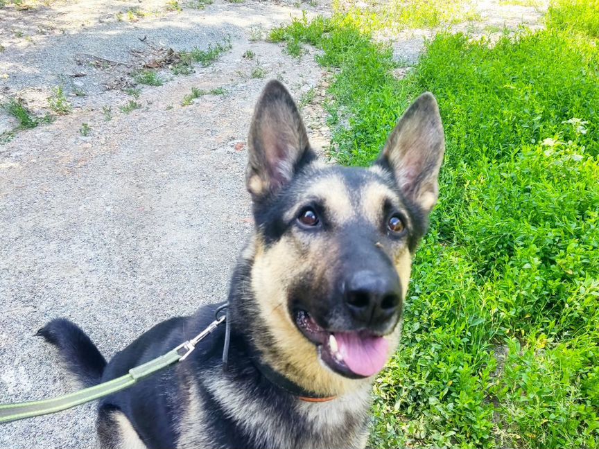 Восточноевропейская овчарка