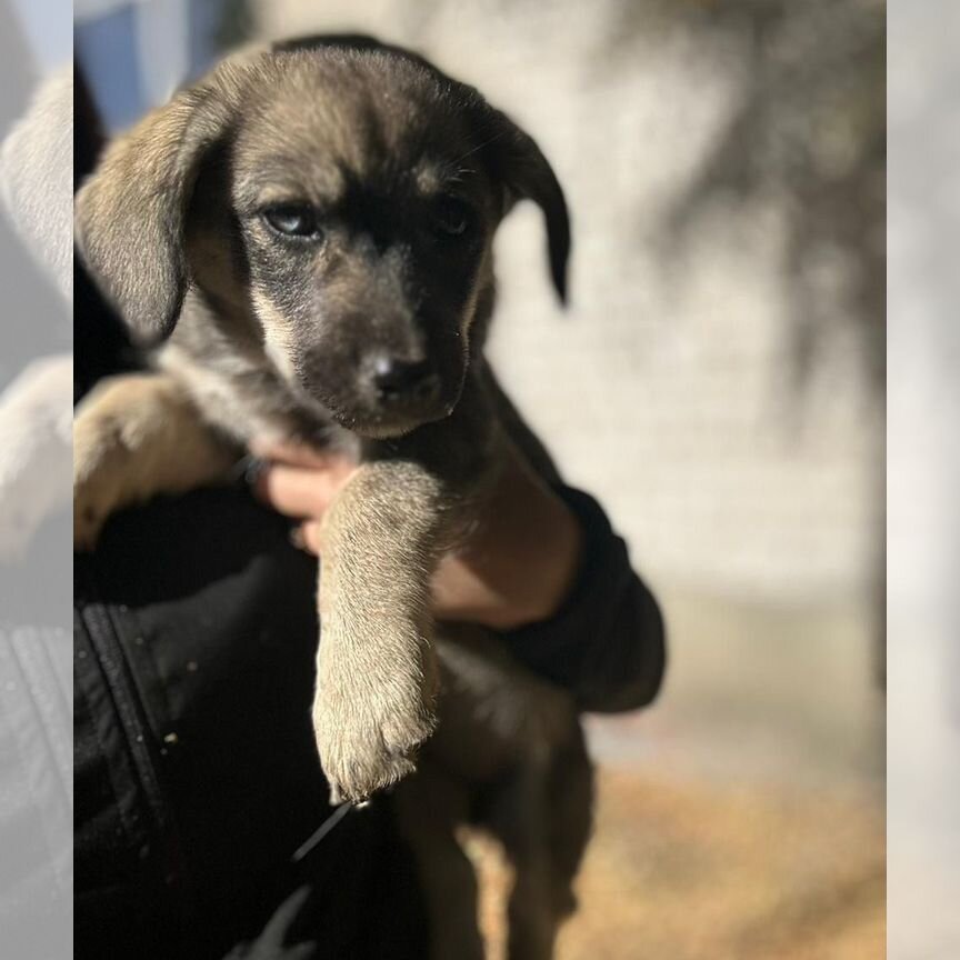 Дикси в поисках семьи