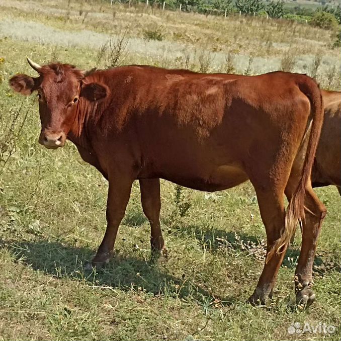 Телки стельные