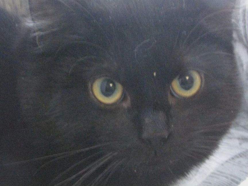 Отдам кота в добрые руки