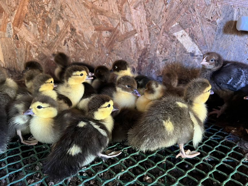 Мускусные утята от Французских родителей