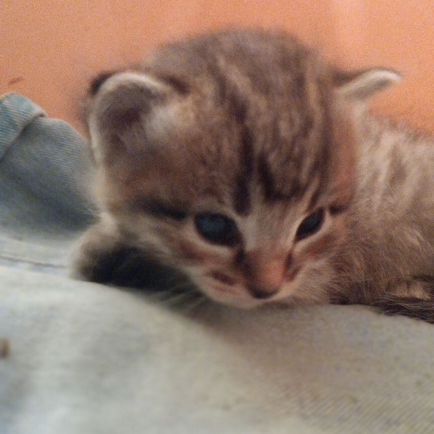 Котята породистые