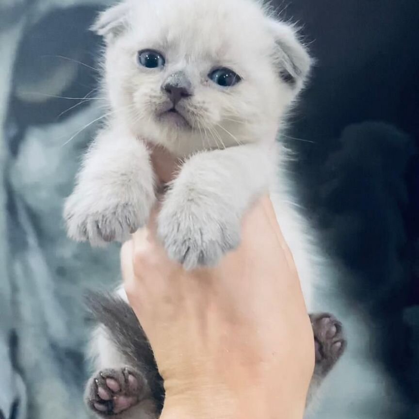 Шотландский вислоухий