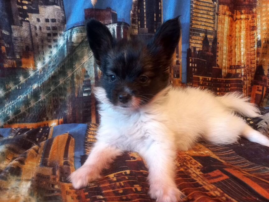 Щенки папийона мальчик и девочка