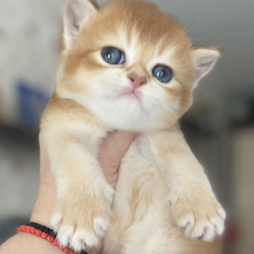 Британская кошечка