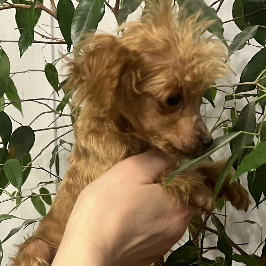 Той-пудель, щенок