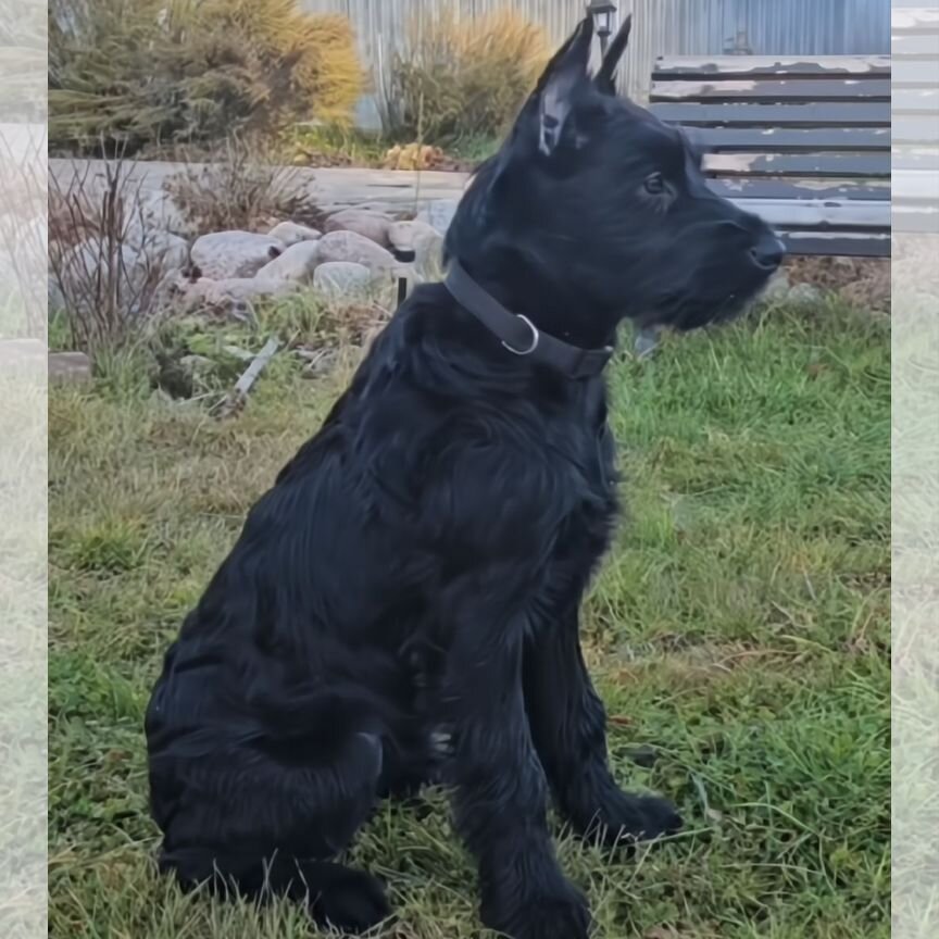 Ризеншнауцер, щенок