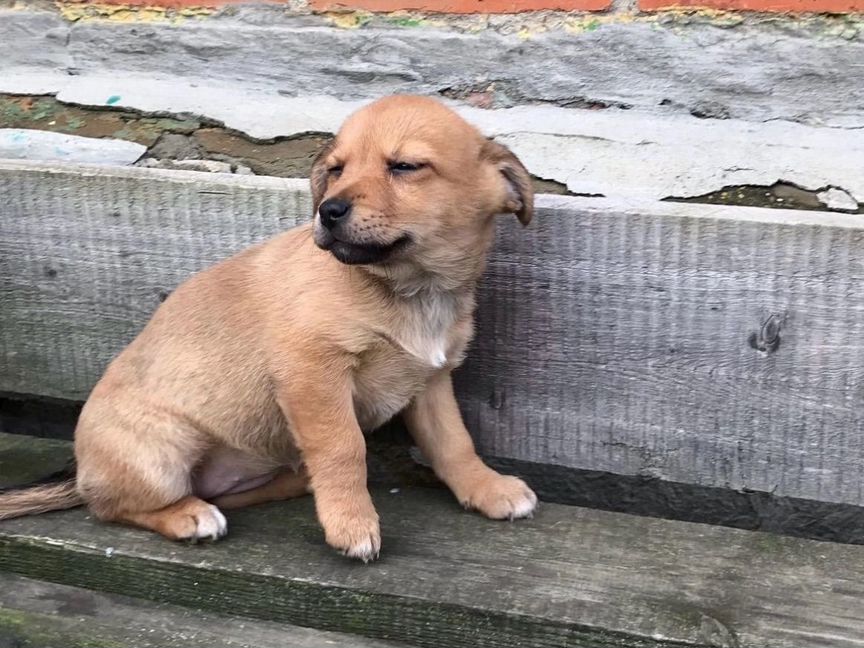 Щенки ищут дом